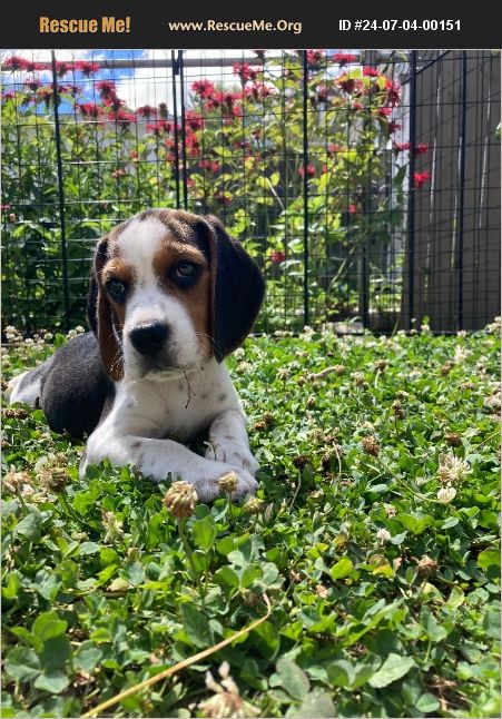 ADOPT 24070400151 ~ Beagle Rescue ~ Emmaus, PA