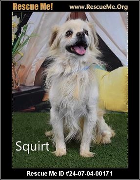 - Arizona Pomeranian Rescue - ADOPTIONS - Rescue Me!