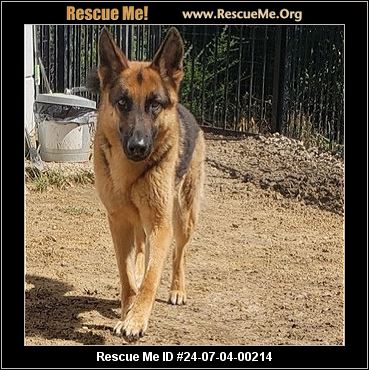 - Texas German Shepherd Rescue - ADOPTIONS - Rescue Me!