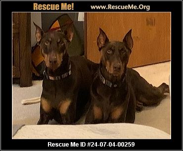 - Nebraska Dog Rescue - ADOPTIONS - Rescue Me!