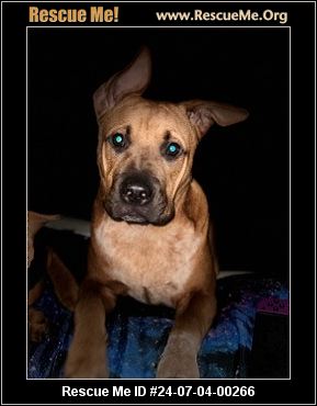 - Florida Rhodesian Ridgeback Rescue - ADOPTIONS - Rescue Me!