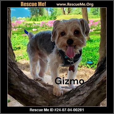 - Arizona Yorkie Rescue - ADOPTIONS - Rescue Me!