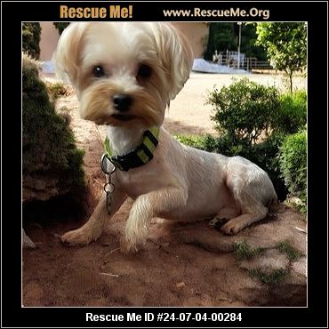 - Arizona Yorkie Rescue - ADOPTIONS - Rescue Me!