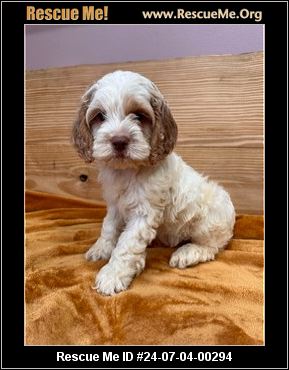 - Illinois Cockapoo Rescue - ADOPTIONS - Rescue Me!