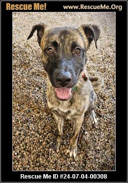 - Arizona Dutch Shepherd Rescue - ADOPTIONS - Rescue Me!