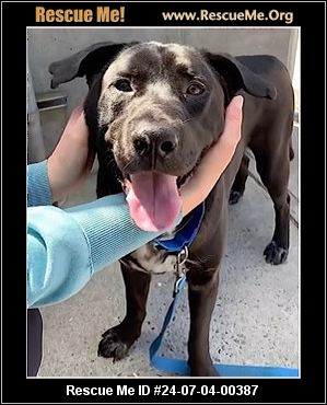 - Delaware Dog Rescue - ADOPTIONS - Rescue Me!