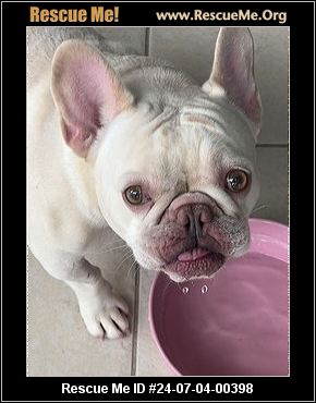 - Florida French Bulldog Rescue - ADOPTIONS - Rescue Me!