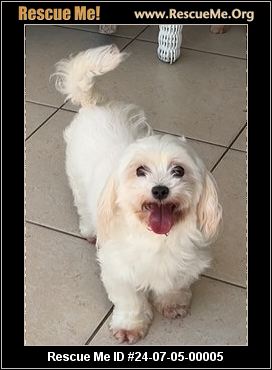 - Florida Maltese Rescue - ADOPTIONS - Rescue Me!