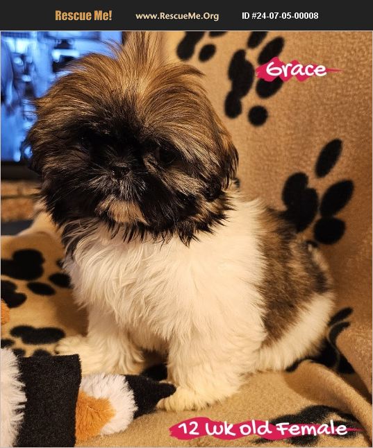 ADOPT 24070500008 ~ Shih Tzu Rescue ~ Lakeview, CA