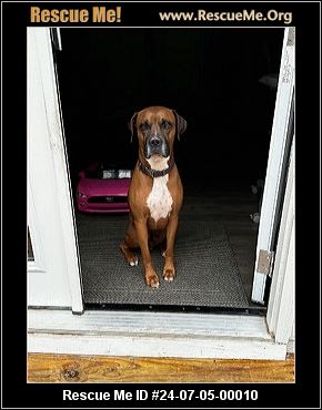 - Georgia Boxer Rescue - ADOPTIONS - Rescue Me!