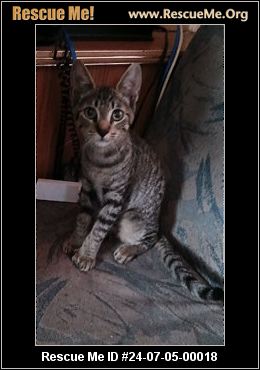 - Florida Cat Rescue - ADOPTIONS - Rescue Me!