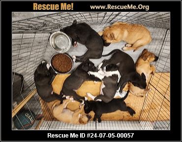 - Pennsylvania Dog Rescue - ADOPTIONS - Rescue Me!