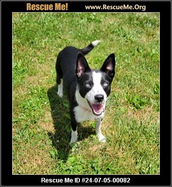 - Ohio Siberian Husky Rescue - ADOPTIONS - Rescue Me!