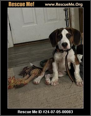 - Alabama Dog Rescue - ADOPTIONS - Rescue Me!