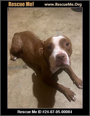 - New Jersey American Bulldog Rescue - ADOPTIONS - Rescue Me!