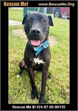 - Texas Pit Bull Rescue - ADOPTIONS - Rescue Me!