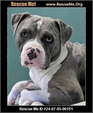 - New York Dog Rescue - ADOPTIONS - Rescue Me!