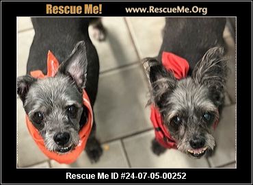 - Florida Schnauzer Rescue - ADOPTIONS - Rescue Me!