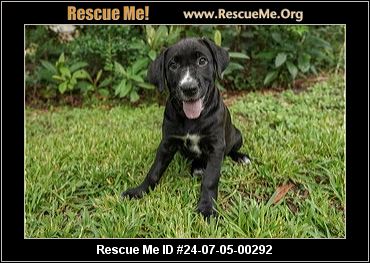 - Texas Mutt Rescue - ADOPTIONS - Rescue Me!