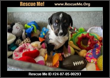 - Texas Mutt Rescue - ADOPTIONS - Rescue Me!