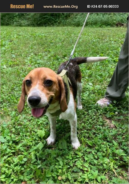 ADOPT 24070500333 ~ Beagle Rescue ~ Sparta, NJ