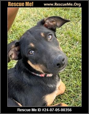 - Minnesota Dog Rescue - ADOPTIONS - Rescue Me!