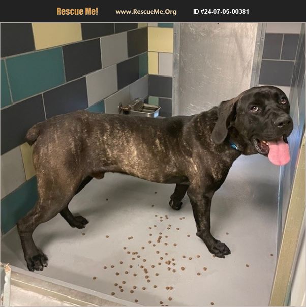 ADOPT 24070500381 ~ Mastiff Rescue ~ San Jacinto, CA