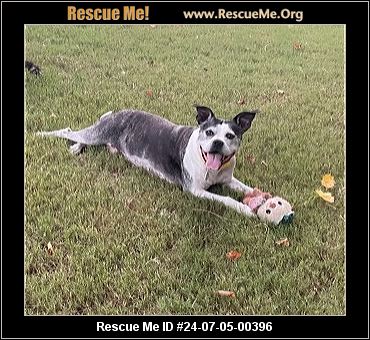 - Georgia Boston Terrier Rescue - ADOPTIONS - Rescue Me!