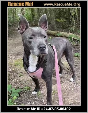 - Texas Pit Bull Rescue - ADOPTIONS - Rescue Me!