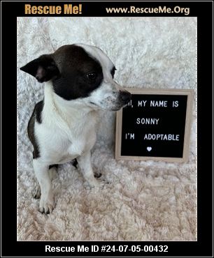 - California Jack Russell Rescue - ADOPTIONS - Rescue Me!