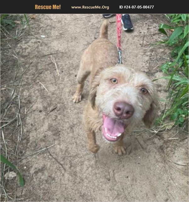 ADOPT 24070500477 ~ Airedale Rescue ~ Newport Beach, CA