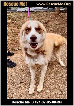 - West Virginia Dog Rescue - ADOPTIONS - Rescue Me!