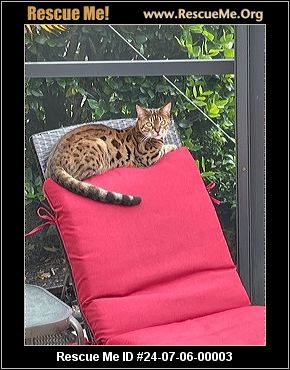 - Washington Cat Rescue - ADOPTIONS - Rescue Me!