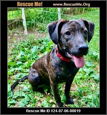 - West Virginia Dog Rescue - ADOPTIONS - Rescue Me!