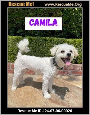 - California Maltese Rescue - ADOPTIONS - Rescue Me!