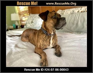 - Florida Boxer Rescue - ADOPTIONS - Rescue Me!