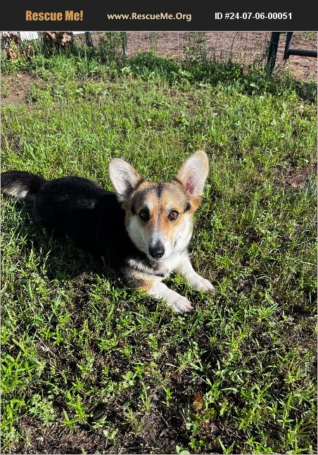 ADOPT 24070600051 ~ Corgi Rescue ~ Poolville, TX