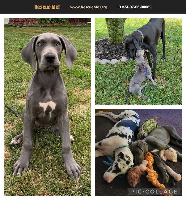 ADOPT 24070600069 ~ Great Dane Rescue ~ Pennsylvania