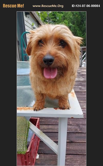ADOPT 24070600084 ~ Norfolk Terrier Rescue ~ CONNELLY SPRINGS, NC