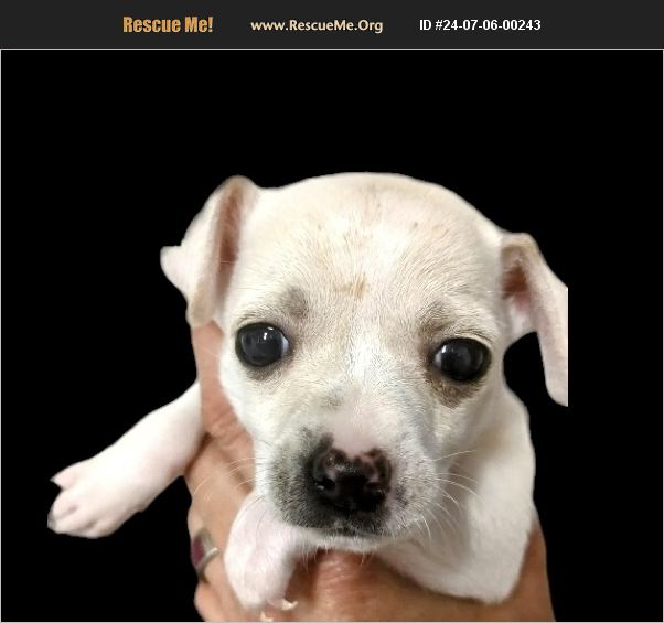 ADOPT 24070600243 ~ Chihuahua Rescue ~ Chico, CA