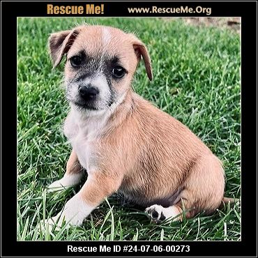 - Colorado Dog Rescue - ADOPTIONS - Rescue Me!