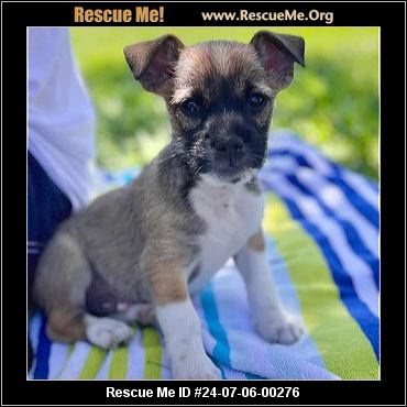 - Colorado Dog Rescue - ADOPTIONS - Rescue Me!
