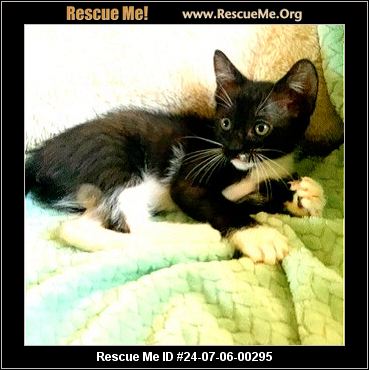 - California Cat Rescue - ADOPTIONS - Rescue Me!