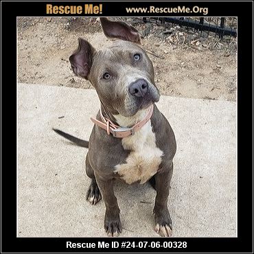 - Texas Pit Bull Rescue - ADOPTIONS - Rescue Me!