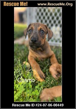 - Nevada Dog Rescue - ADOPTIONS - Rescue Me!