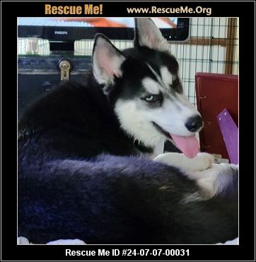 - Virginia Siberian Husky Rescue - ADOPTIONS - Rescue Me!