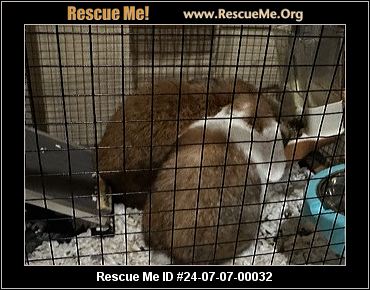 - Illinois Rabbit Rescue - ADOPTIONS - Rescue Me!