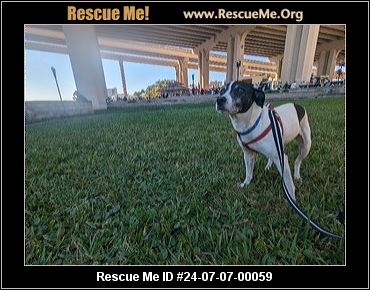 - Florida Dog Rescue - ADOPTIONS - Rescue Me!