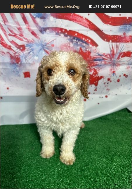 ADOPT 24070700074 ~ Poodle Rescue ~ New stanton, PA