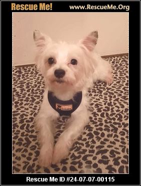 - Georgia Yorkie Rescue - ADOPTIONS - Rescue Me!